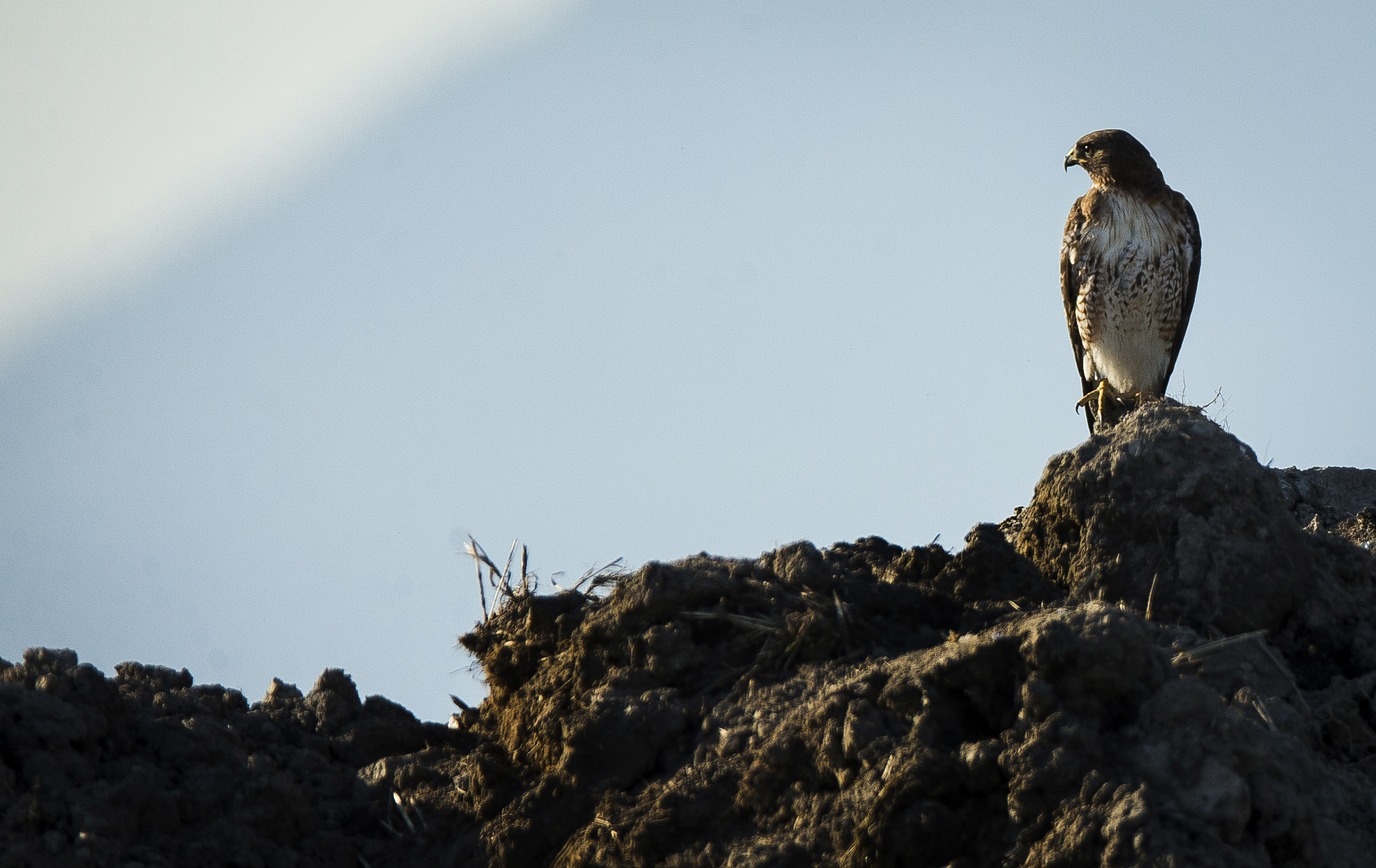 YVR Wildlife Management Program | YVR
