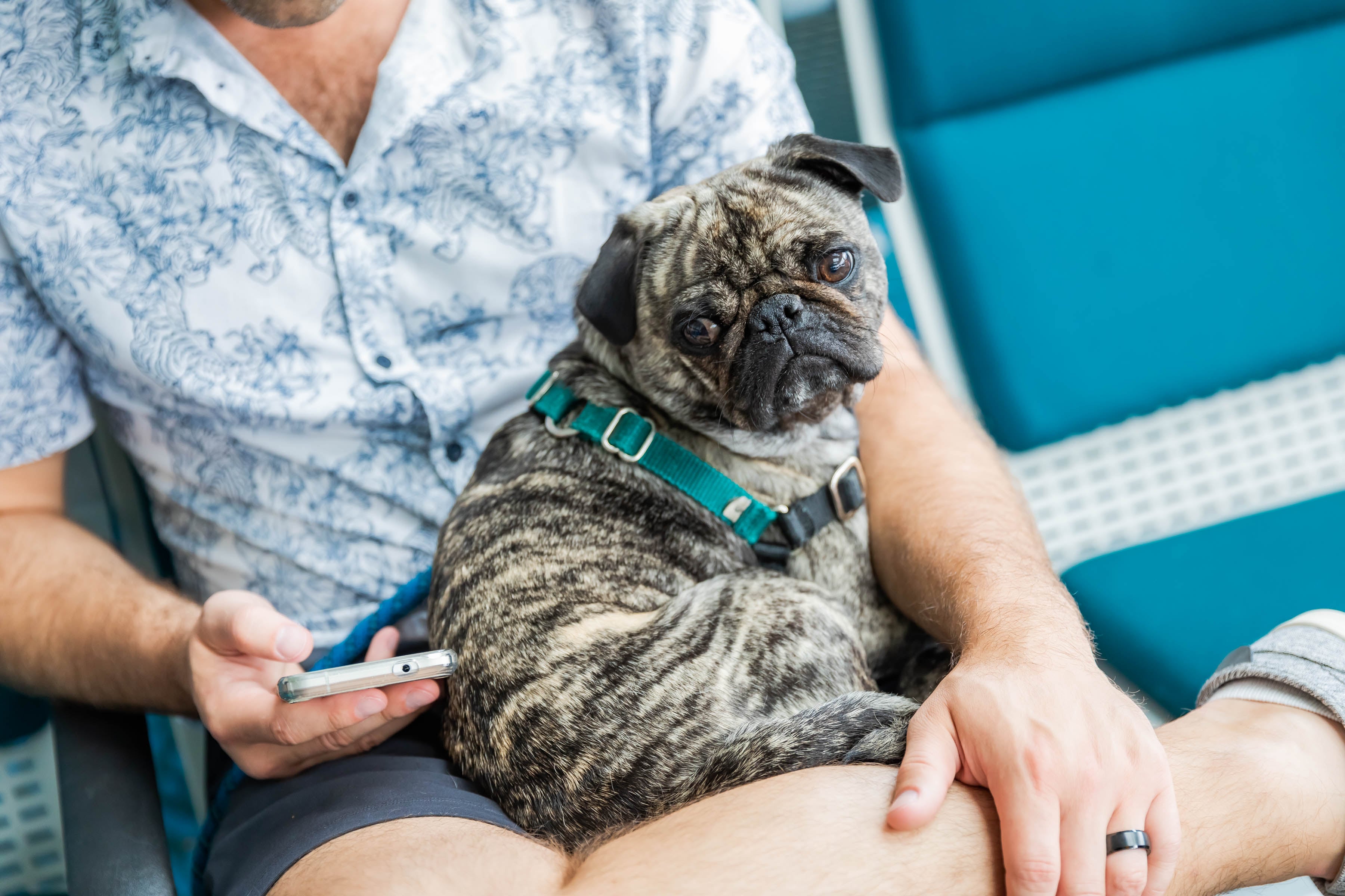 Pet Policy | YVR